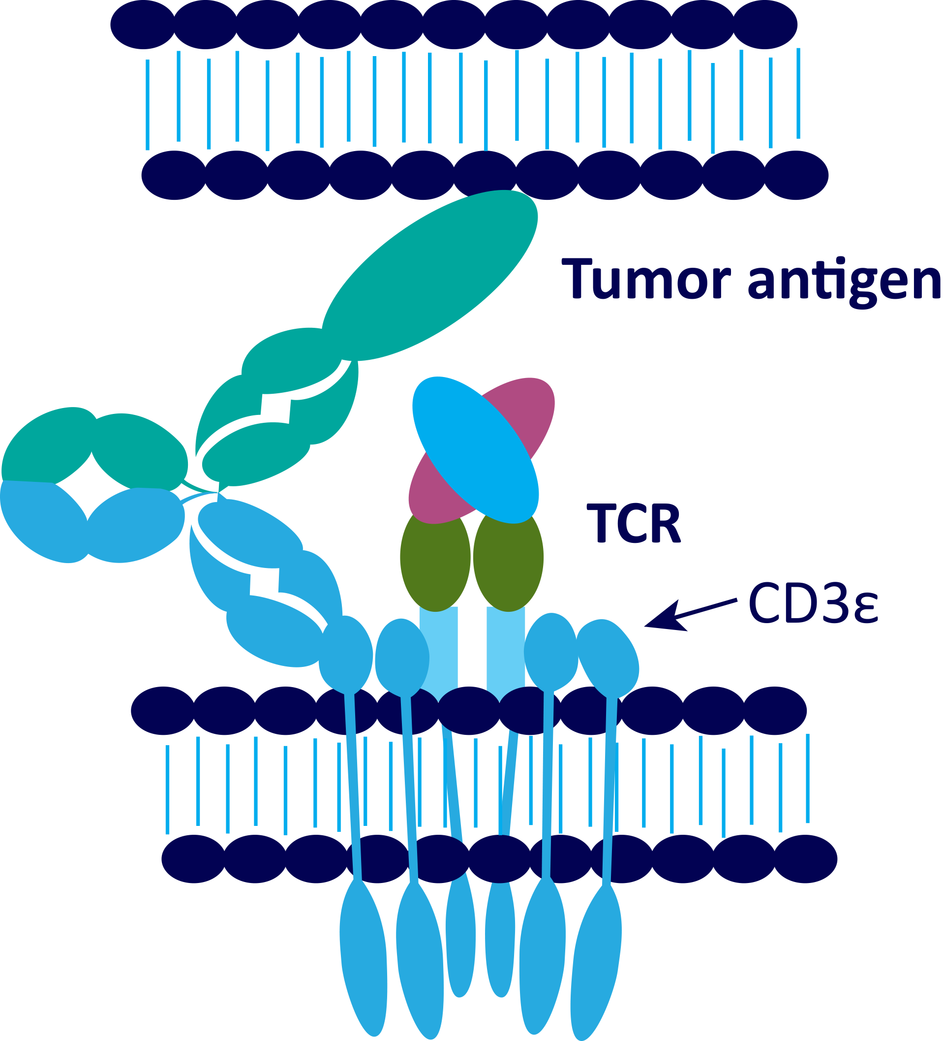 Cd3 X Bcma Bispecifics