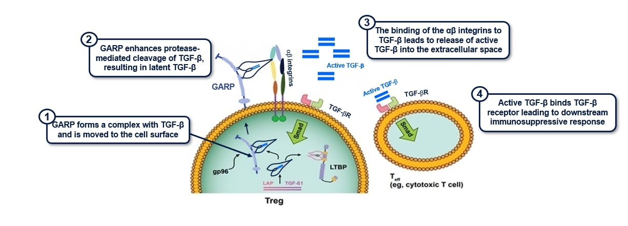 GARP-TGF-β1
