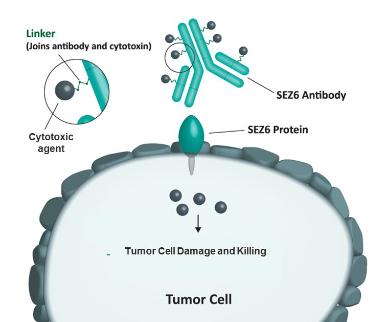 SOLID TUMORS