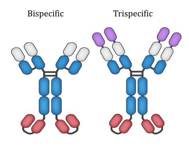 Multispecific Antibodies